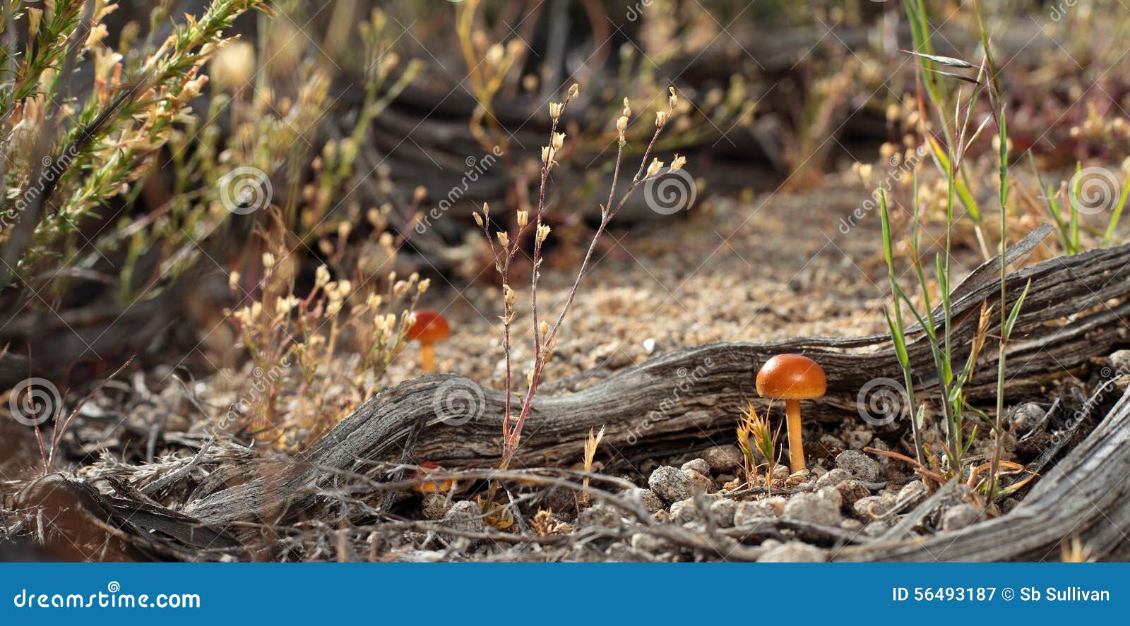 Desert Mushroom stock image. Image of northern, nature - 56493187