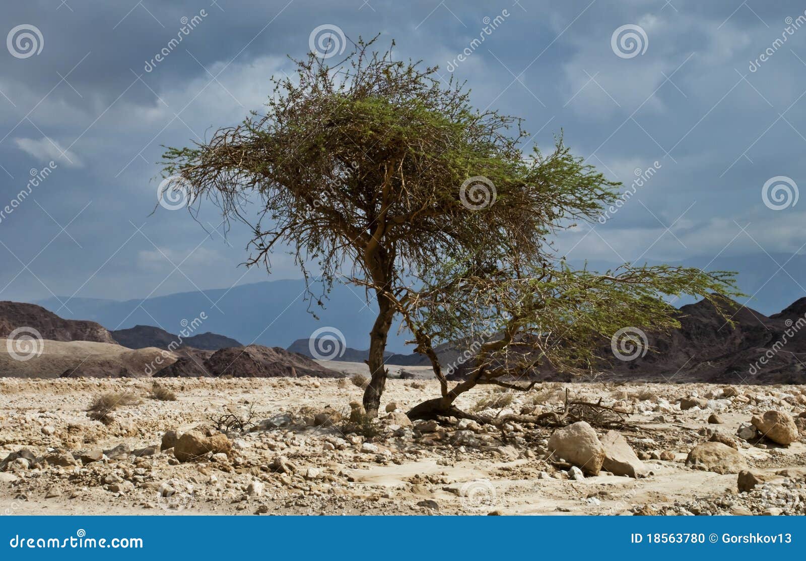 Desert of Negev in the Spring, Israel Stock Photo - Image of mineral ...