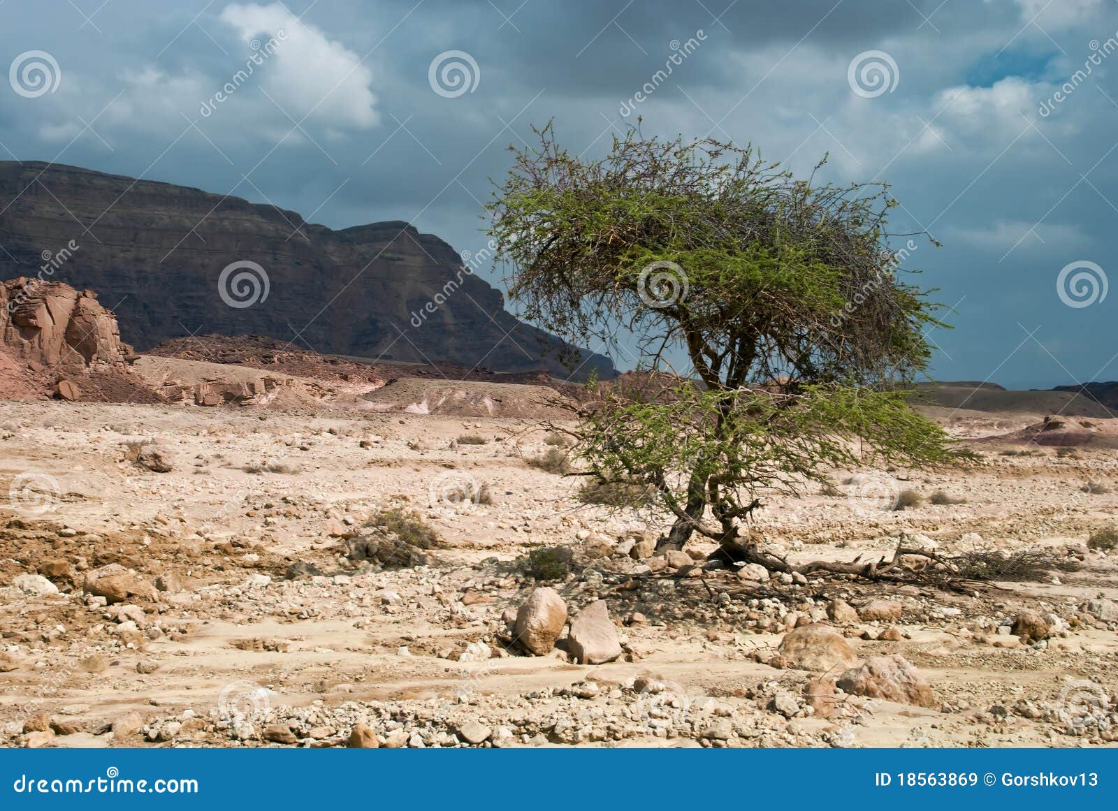 Desert Of Negev In The Spring, Israel Stock Image - Image of geological ...