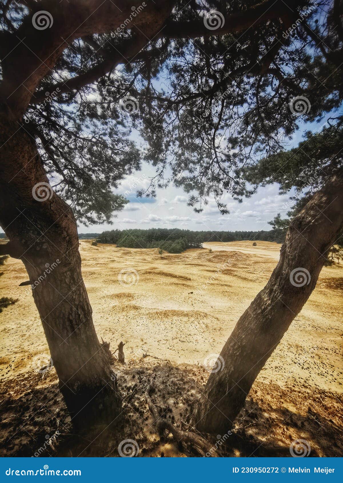 Desert in the Netherlands stock photo. Image of sunlight - 230950272