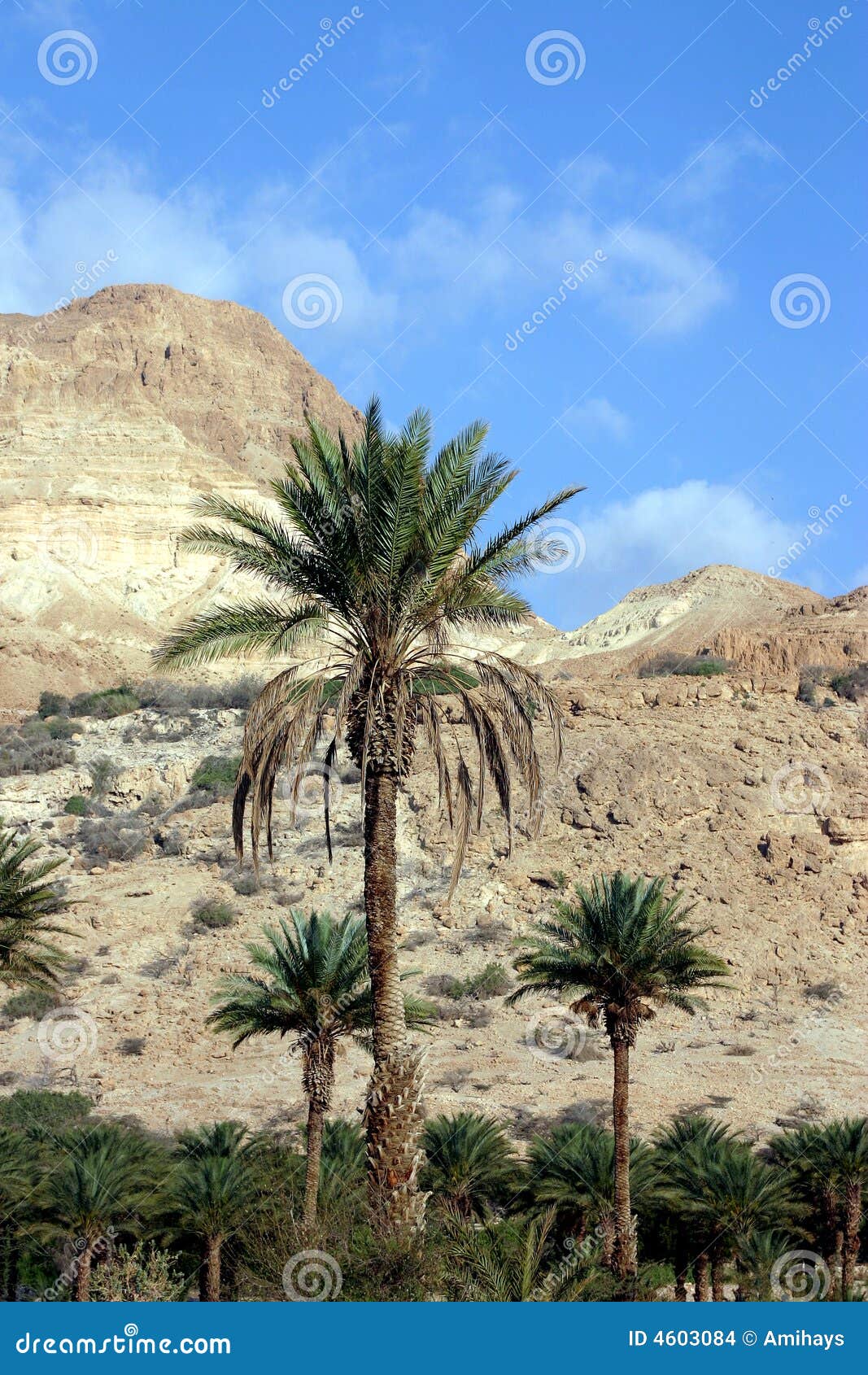 Desert Oasis Aerial Landscape Royalty-Free Stock Photography ...