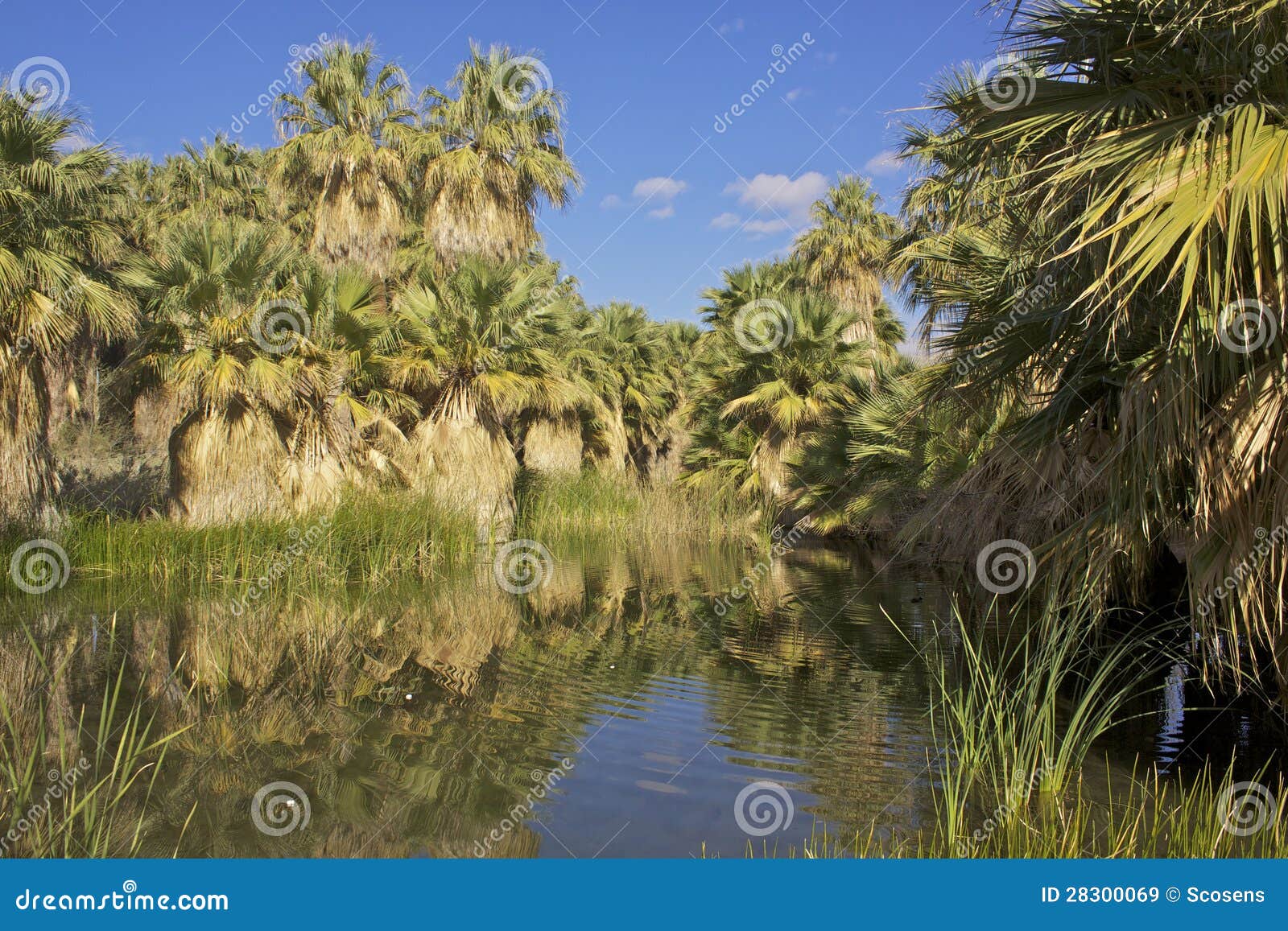 Desert Oasis Pond stock image. Image of desert, trees - 28300069