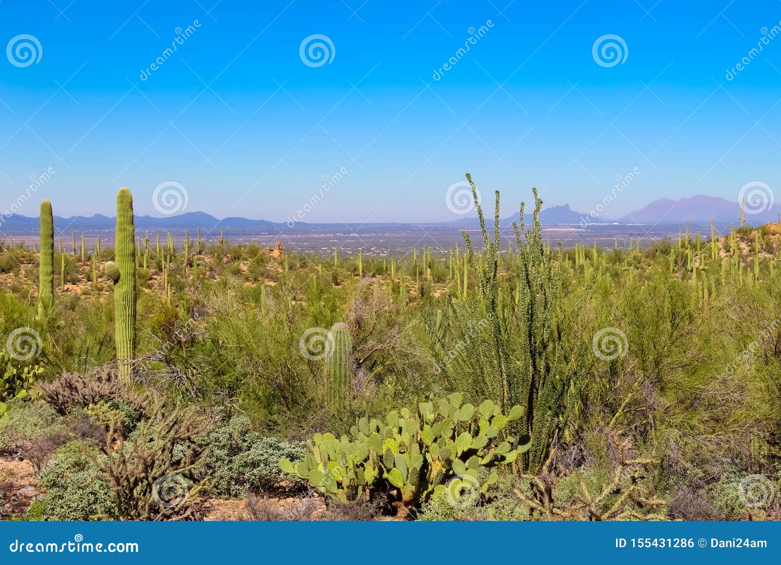 Desert Overlook in Saguaro National Park Stock Photo - Image of park ...