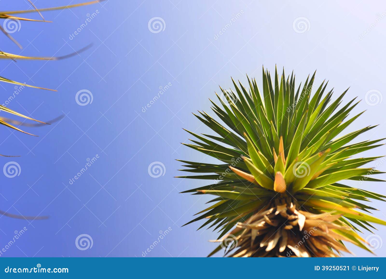 Desert palm yucca plants stock image. Image of foliage - 39250521
