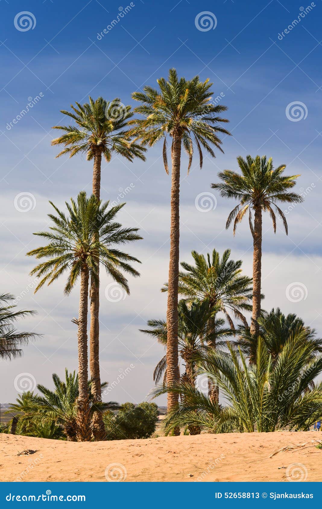 Desert palms stock image. Image of traveling, sand, africa - 52658813