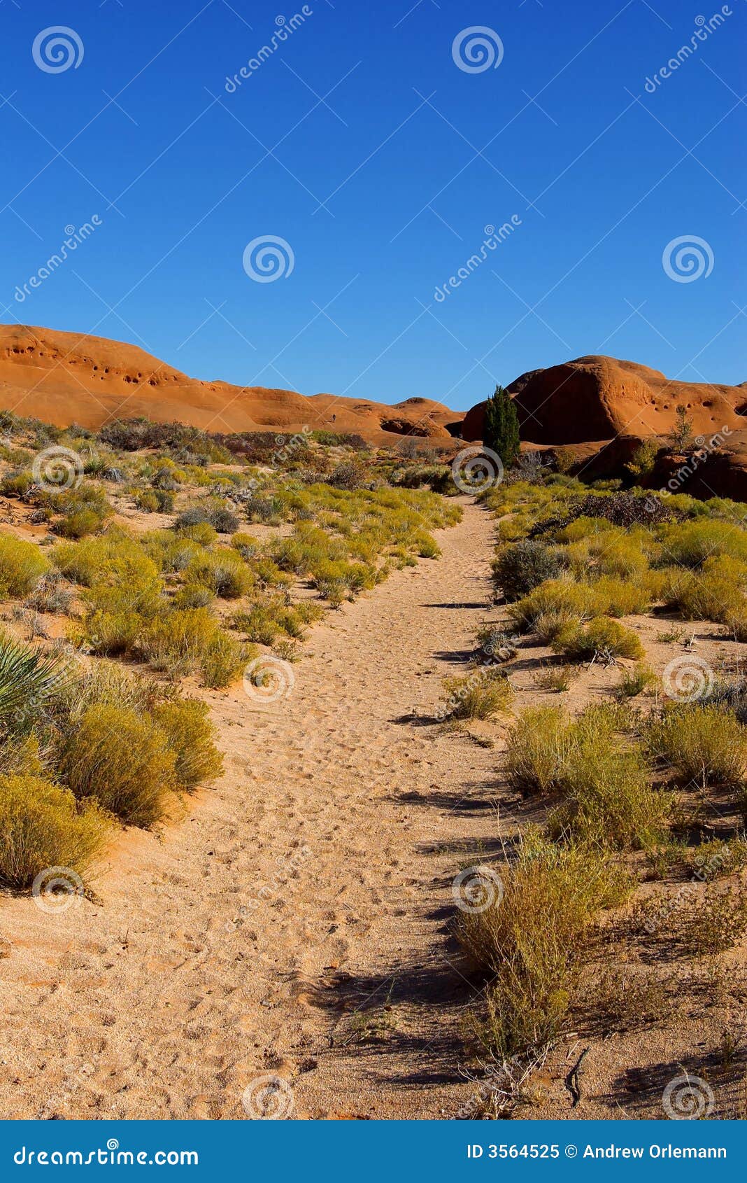 Desert Path stock image. Image of desert, blue, tree, arid - 3564525