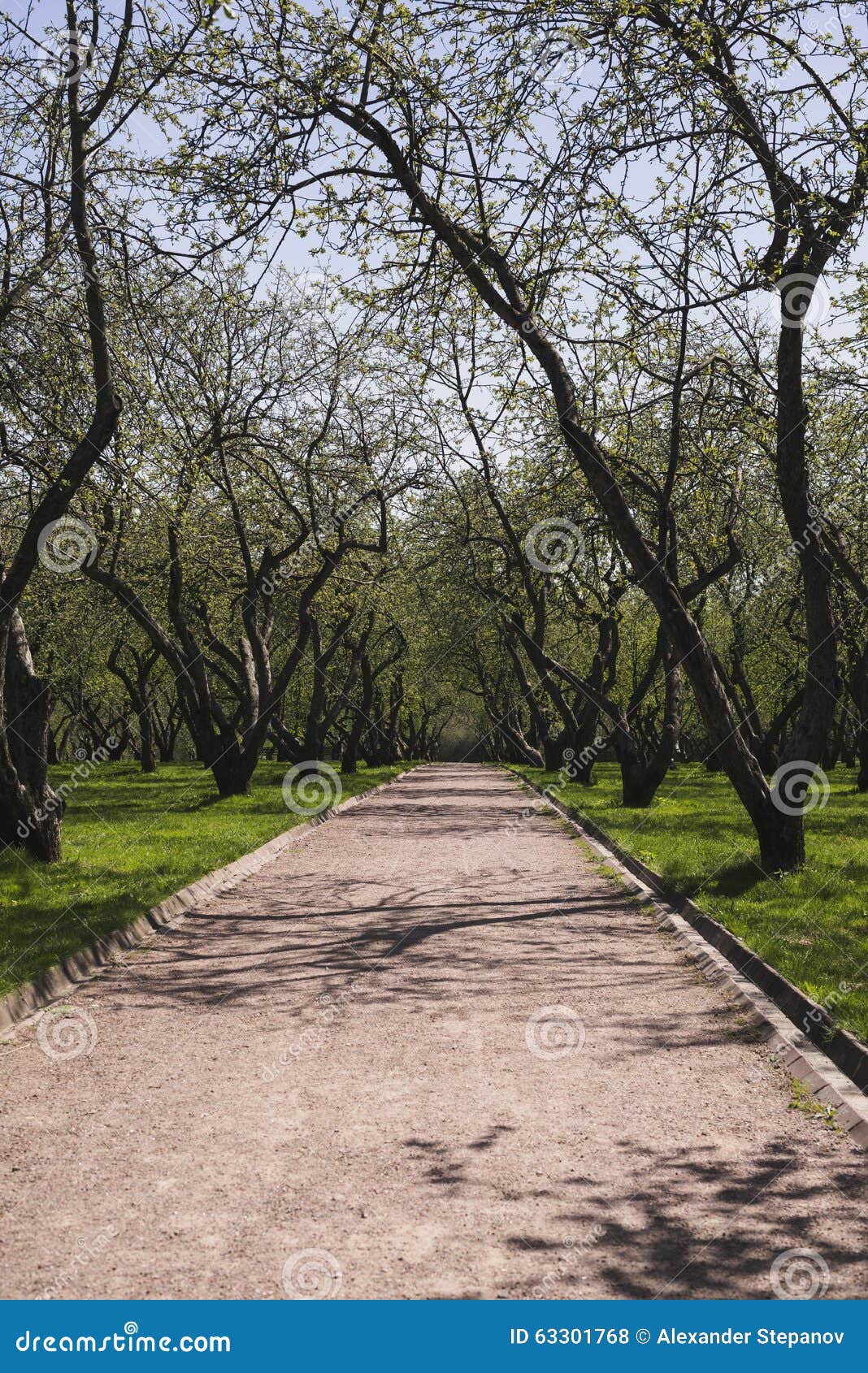 Desert path stock photo. Image of outdoors, grass, road - 63301768