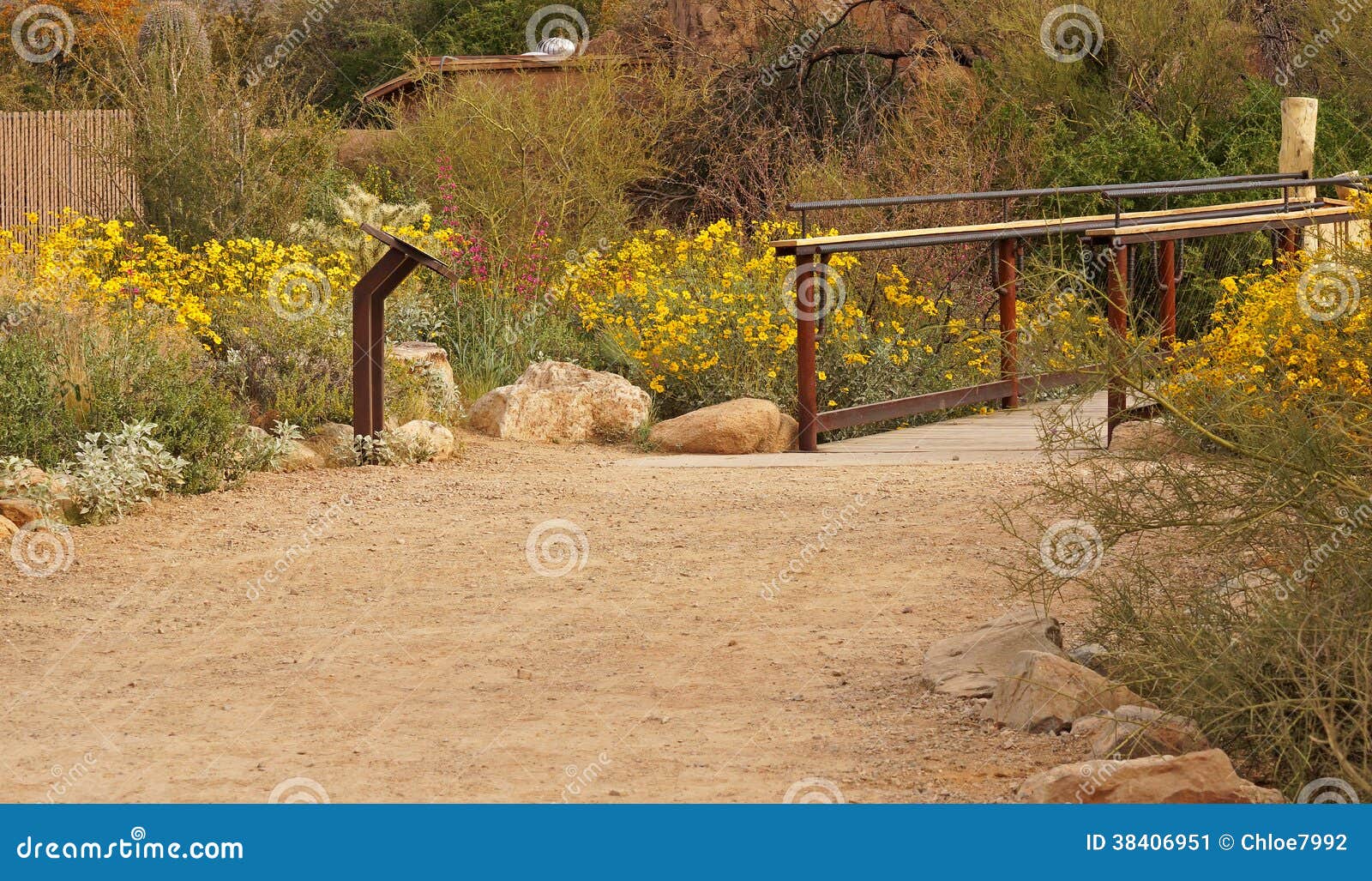 Desert Path through the Brittlebush Stock Image - Image of flower ...