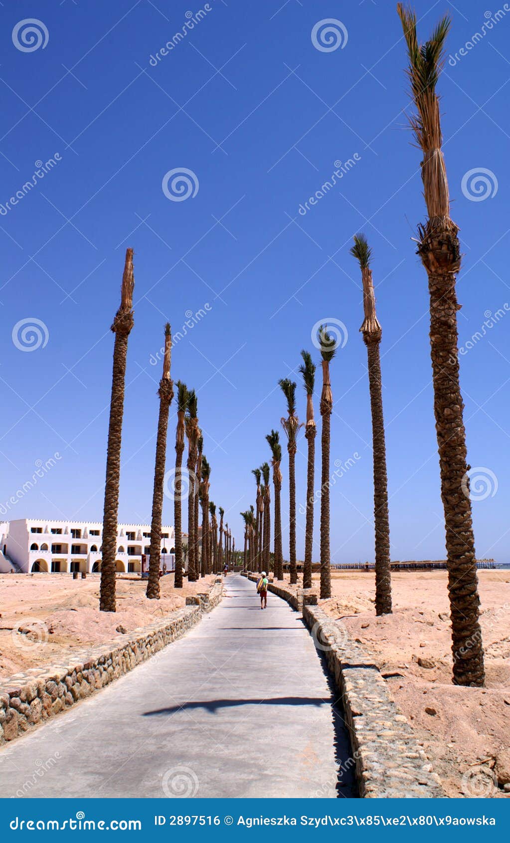 Desert pathway trees stock photo. Image of trees, sandy - 2897516