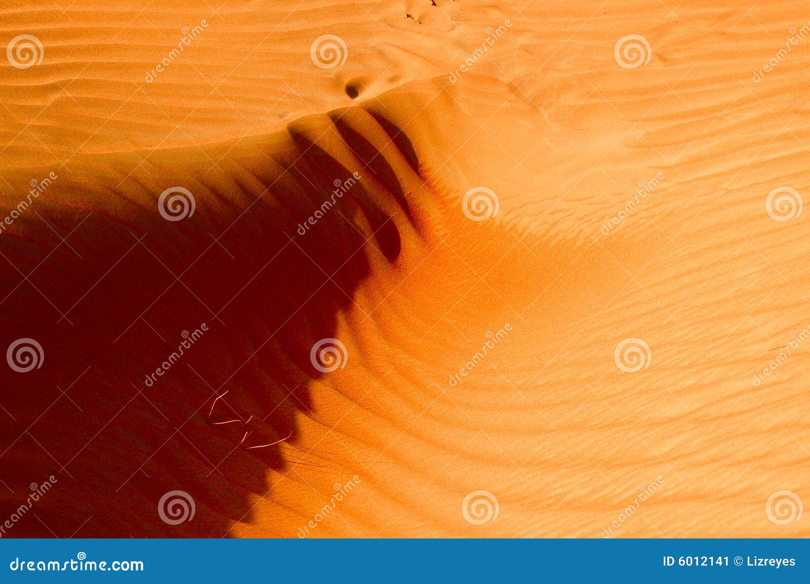 Desert Pattern stock image. Image of landscape, trip, trees - 6012141