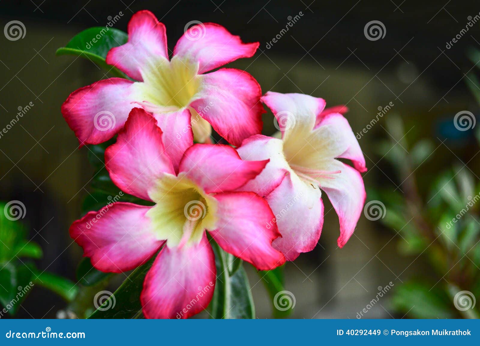 Desert pink rose stock image. Image of flora, drop, beautiful - 40292449