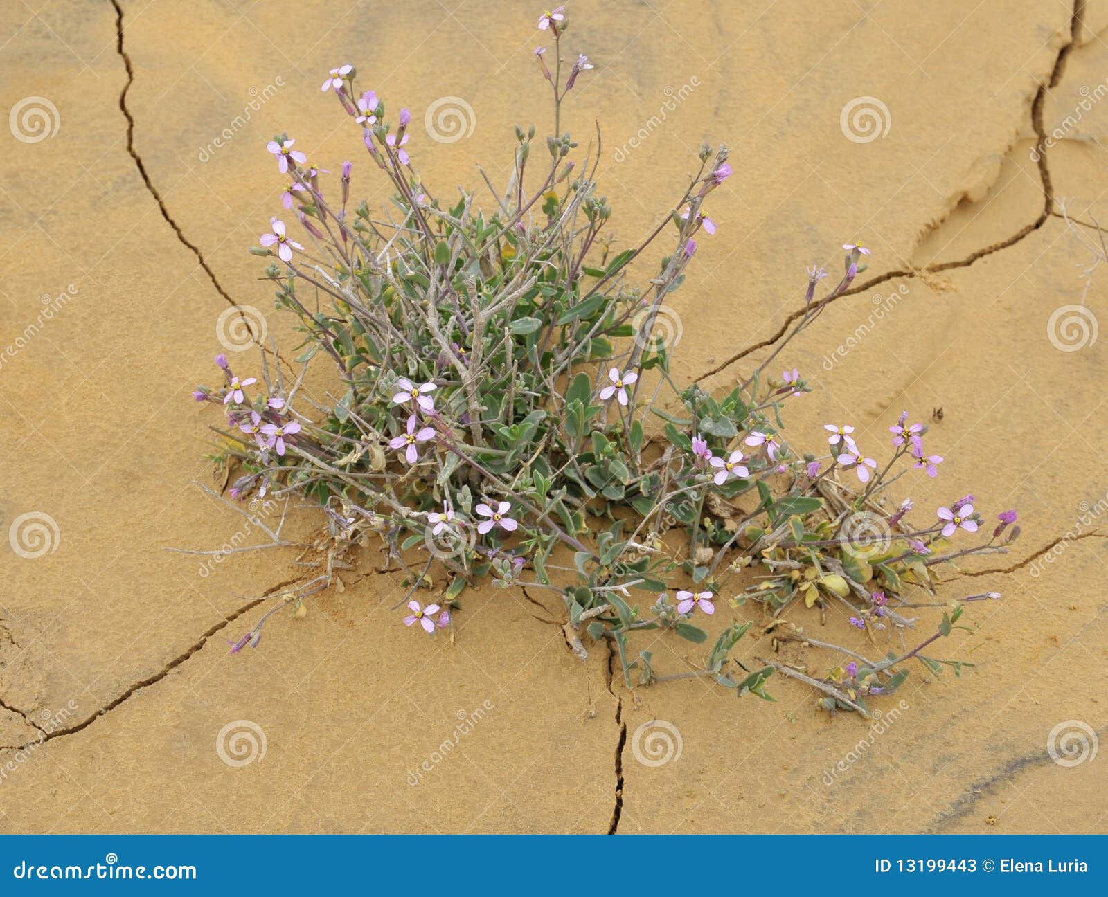 Desert Plant Spikes Royalty-Free Stock Image | CartoonDealer.com #60983836