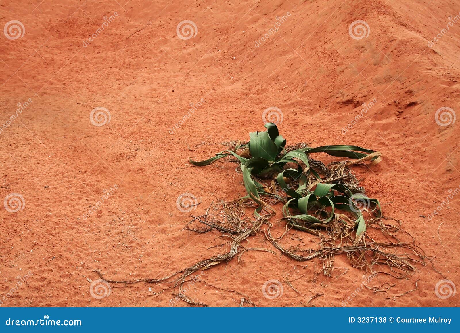 Desert Plant Spikes Royalty-Free Stock Image | CartoonDealer.com #60983836
