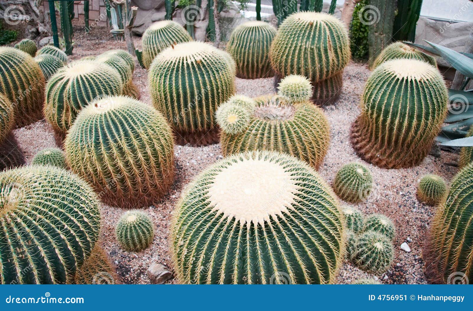 Desert Plant Spikes Royalty-Free Stock Image | CartoonDealer.com #60983836