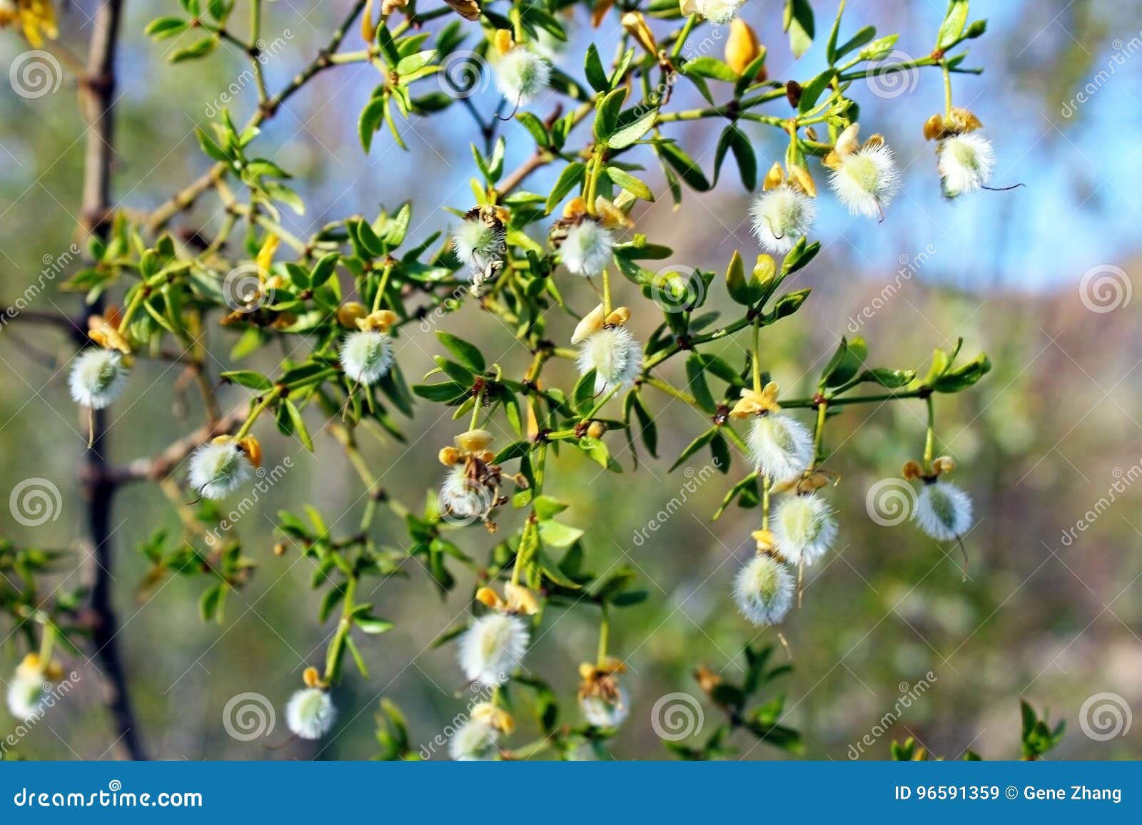 Creosote Bush in Saguaro National Park Stock Image - Image of park ...