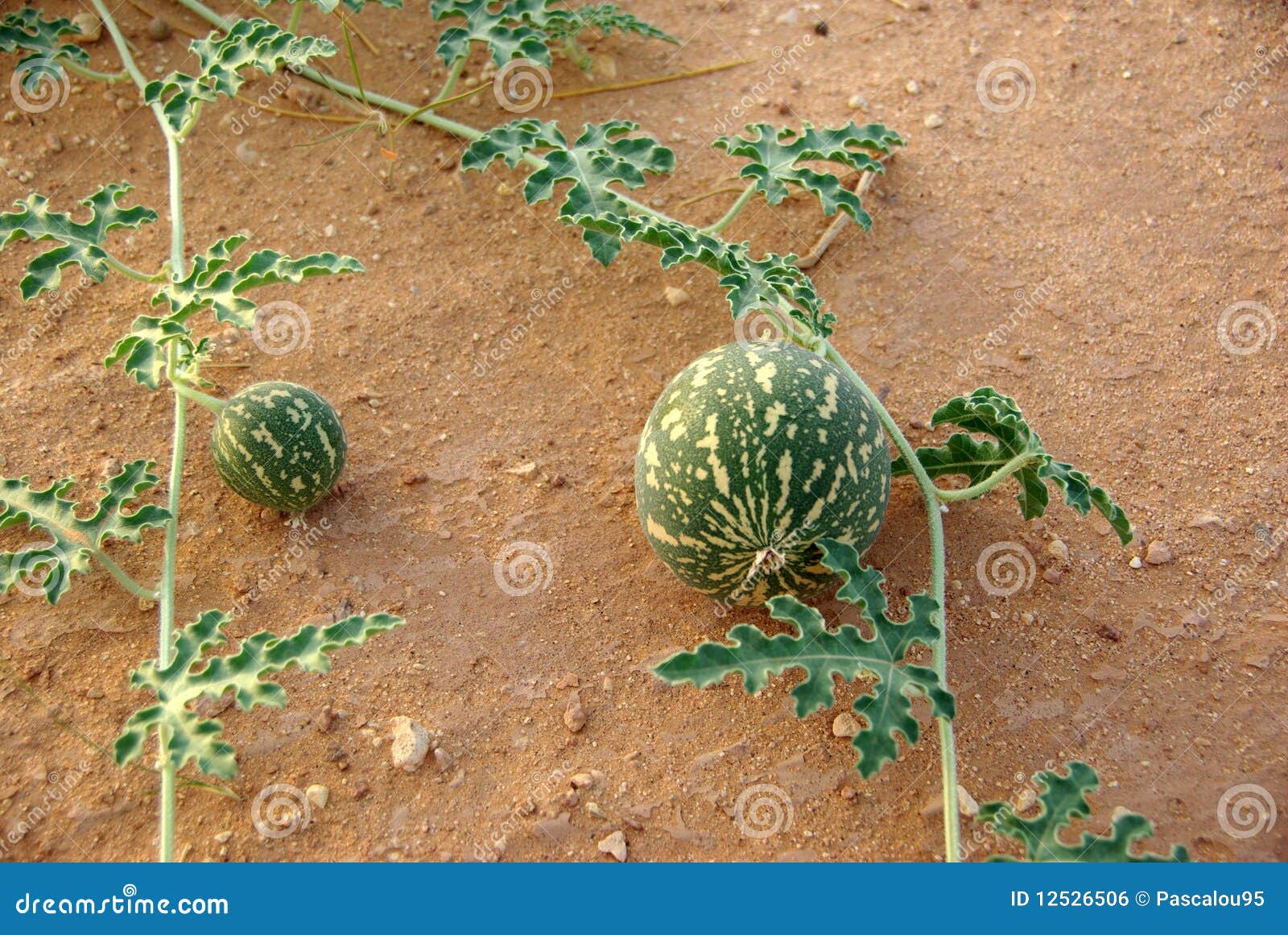 Desert plant, Libya stock photo. Image of africa, flora - 12526506