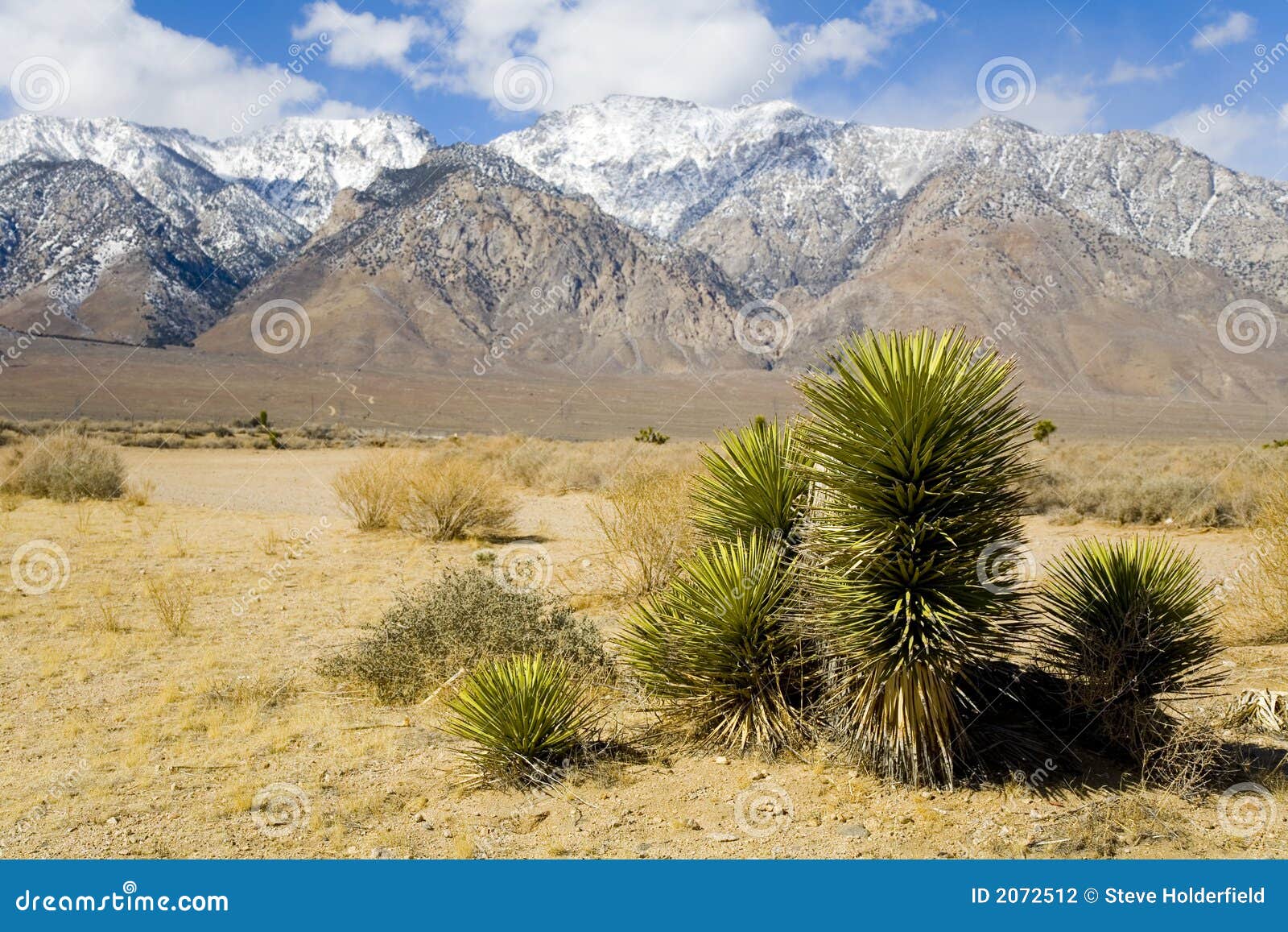 Desert Plant Spikes Royalty-Free Stock Image | CartoonDealer.com #60983836