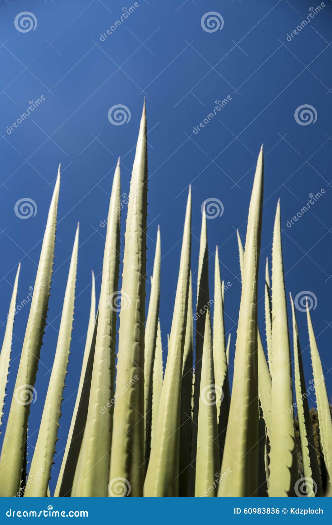 Desert plant spikes stock photo. Image of blue, spikes - 60983836