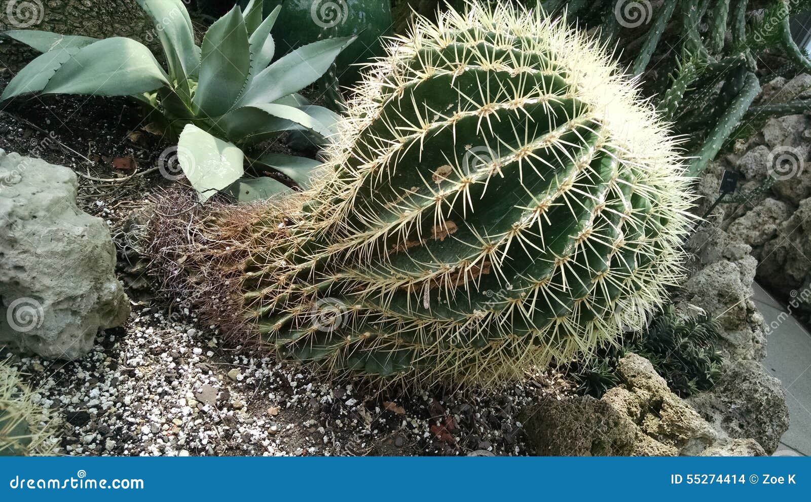Desert plant stock photo. Image of spikey, plants, desert - 55274414