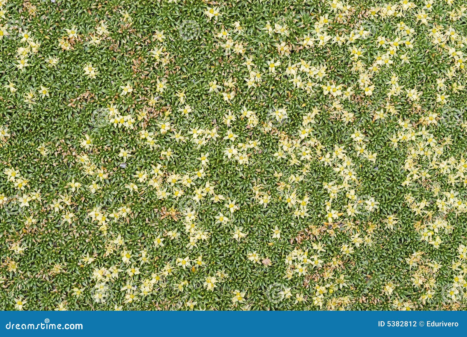 Desert Plant Texture for Background Stock Photo - Image of cold, detail ...