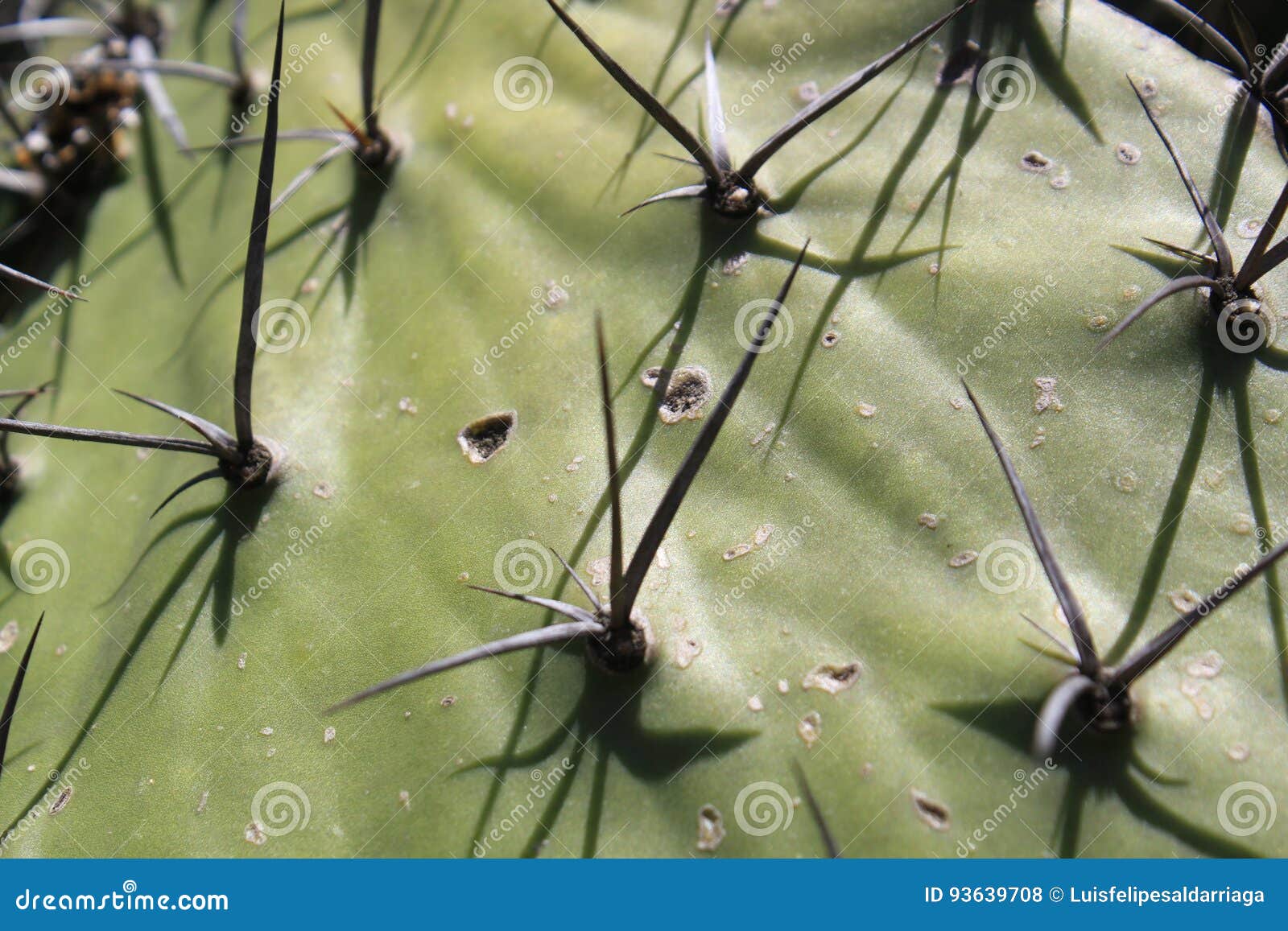 Desert plants with thorns stock photo. Image of lotus - 93639708