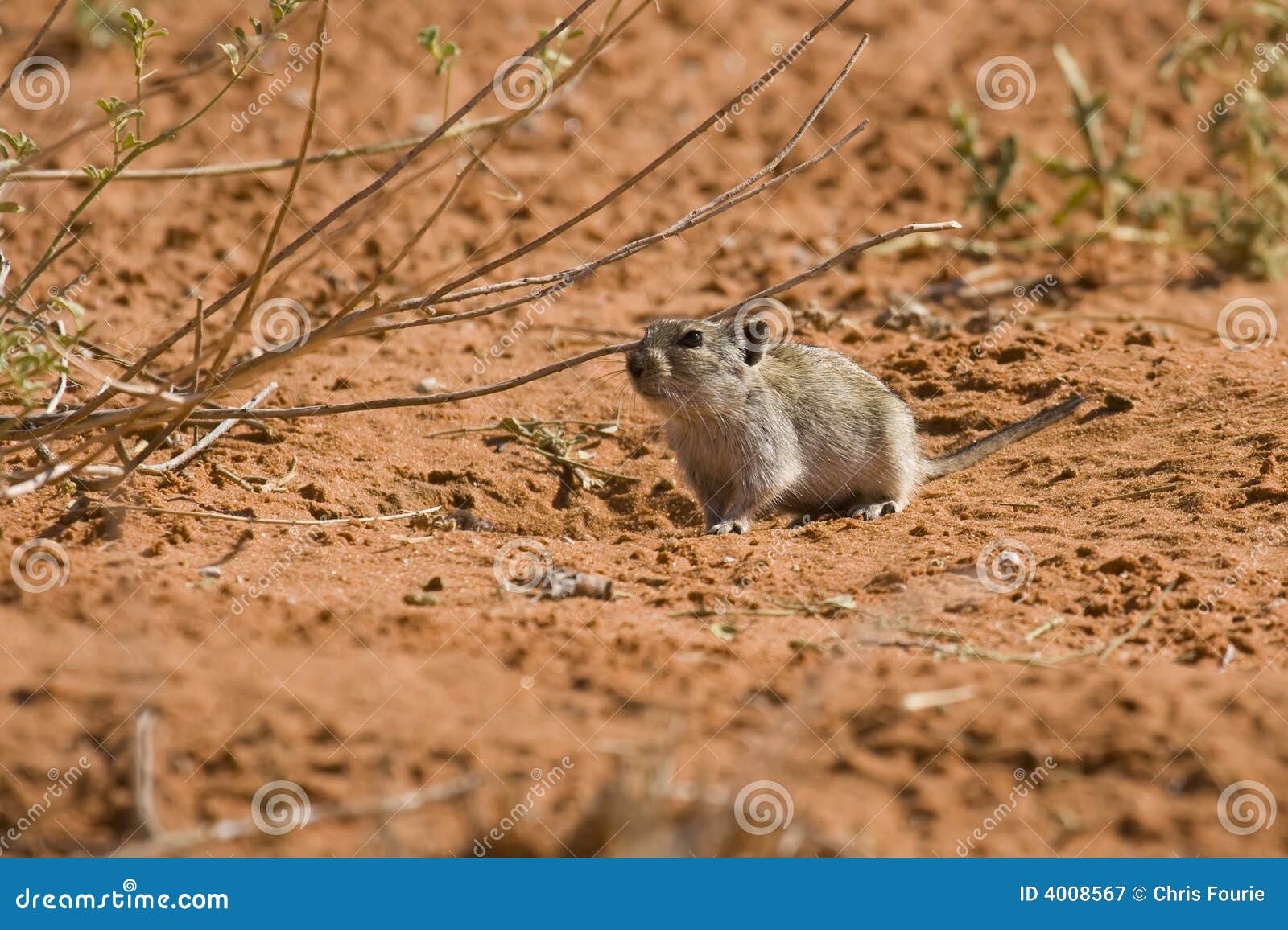 Desert Pygmy Mouse Royalty Free Stock Photography - Image: 4008567