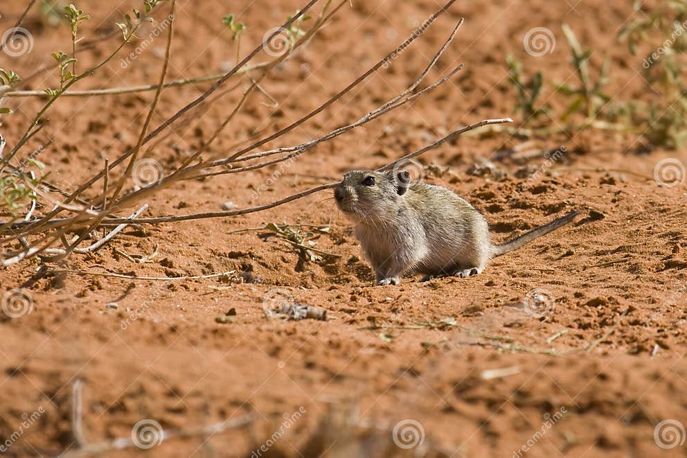 Desert Pygmy Mouse stock image. Image of cute, mammal - 4008567