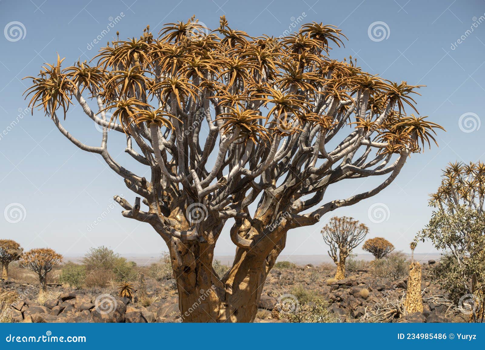 Desert quiver tree stock photo. Image of africa, blue - 234985486