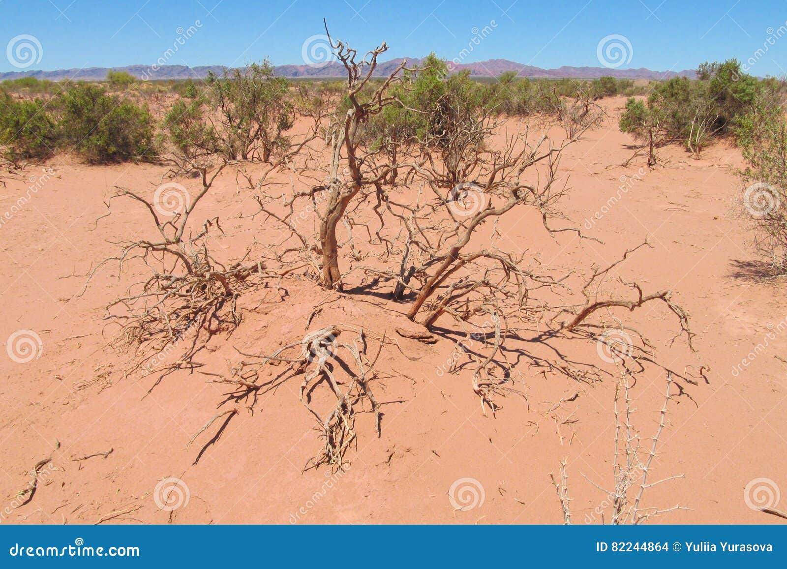 Desert Red Sandy Soil and Bushes on it Stock Photo - Image of beauty ...