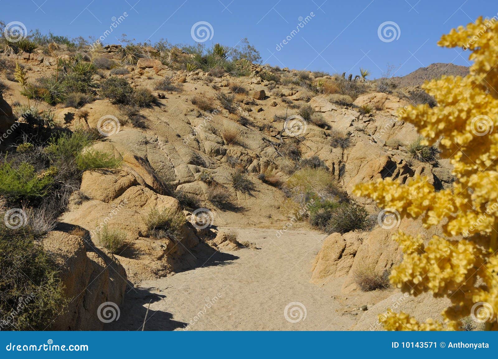 Desert River Bed at National Park Stock Image - Image of rock, natural ...