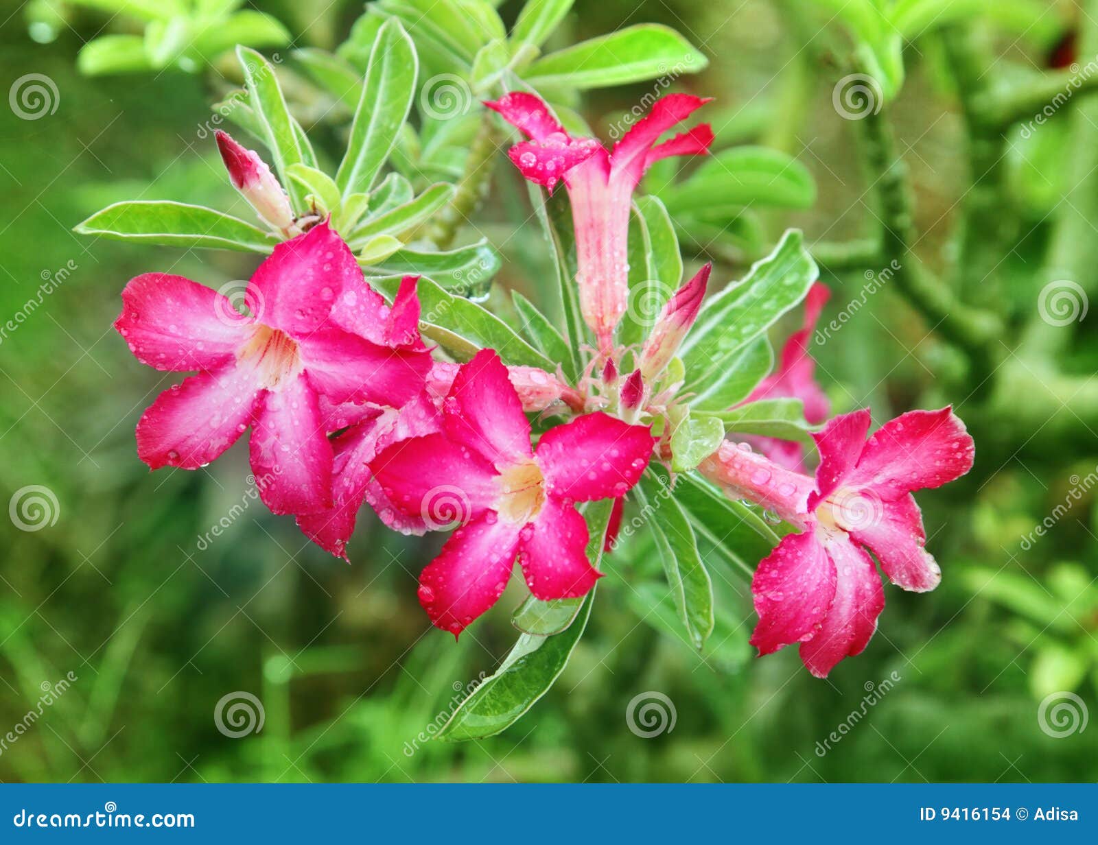Desert rose stock photo. Image of biology, floral, adenium - 9416154