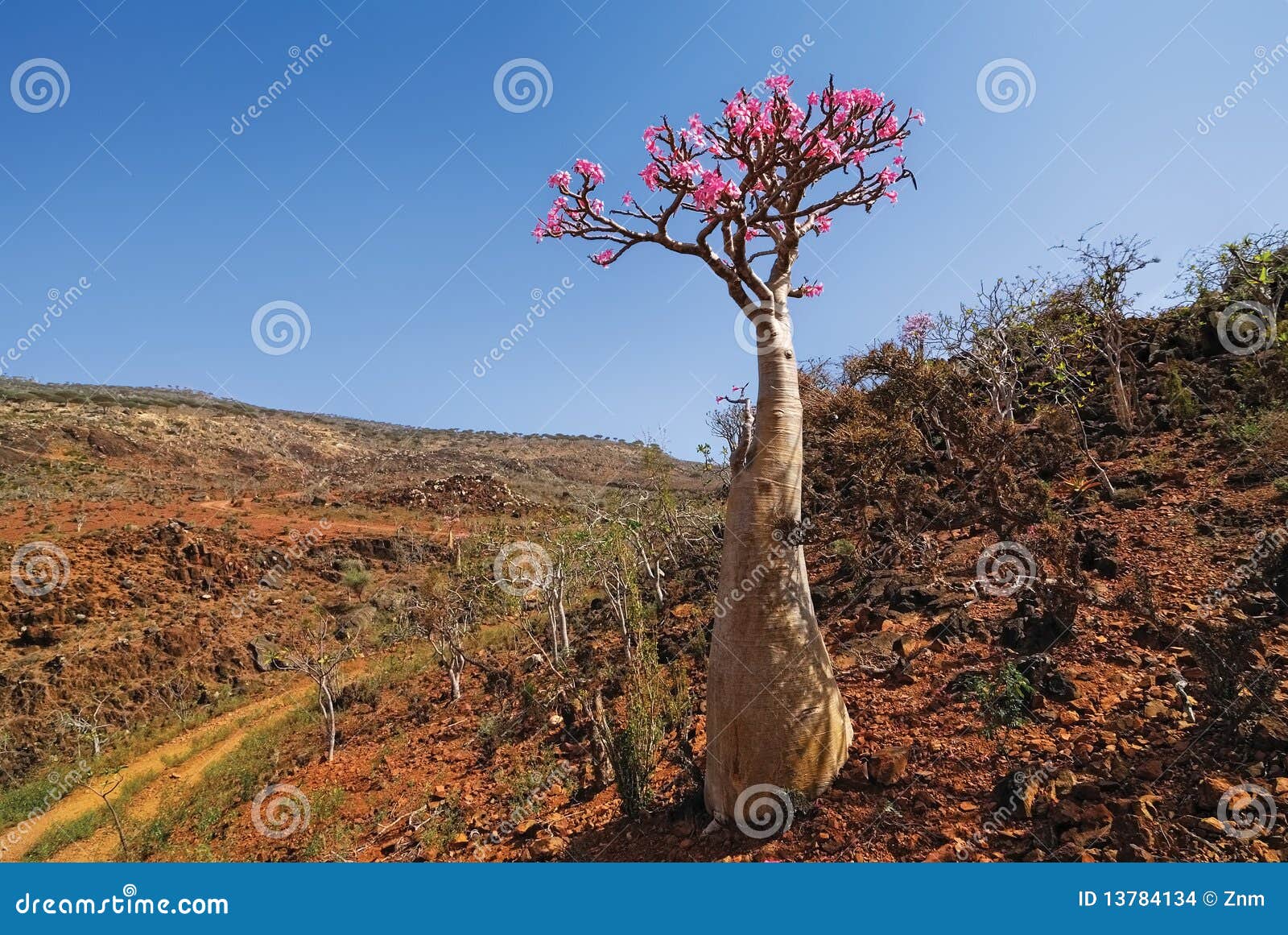 Desert Rose - Adenium Obesum Stock Photo - Image: 13784134