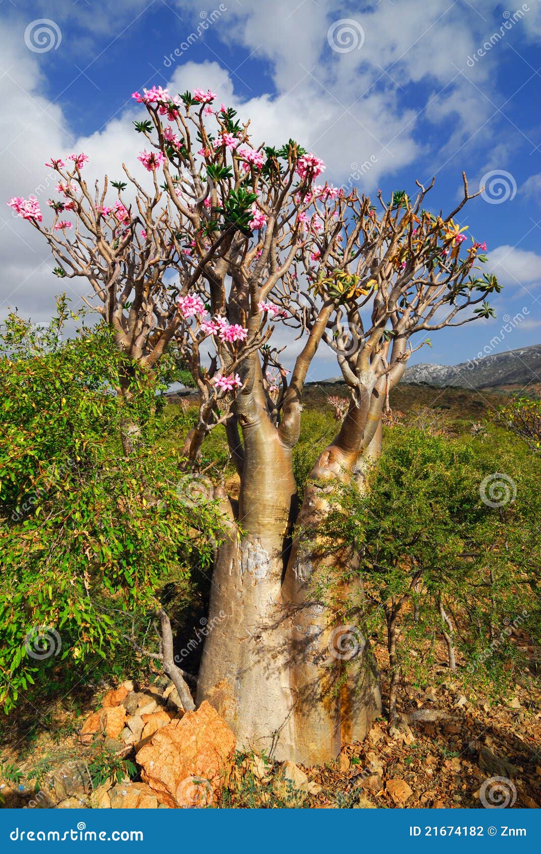 Desert Rose - Adenium Obesum Stock Photo - Image of island, flora: 21674182