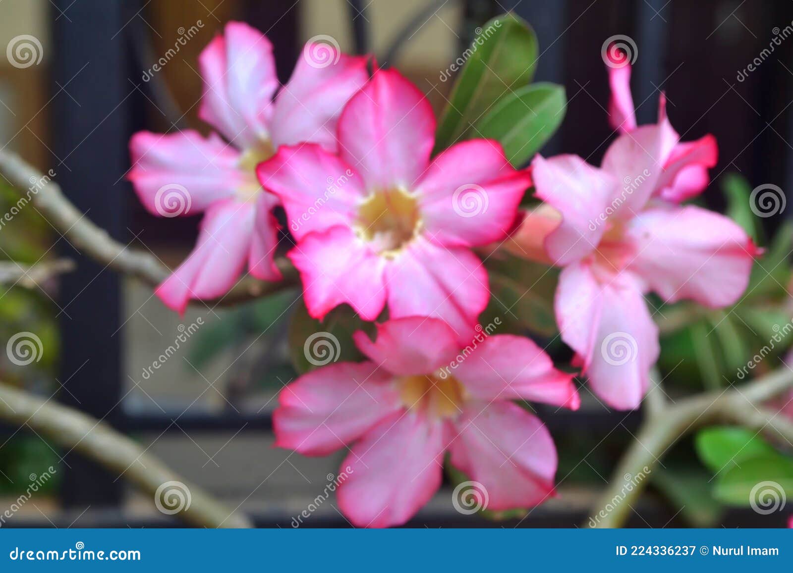 Desert Rose Aka Adenium Adenium Obesum Beautiful Pink Tropical Flower
