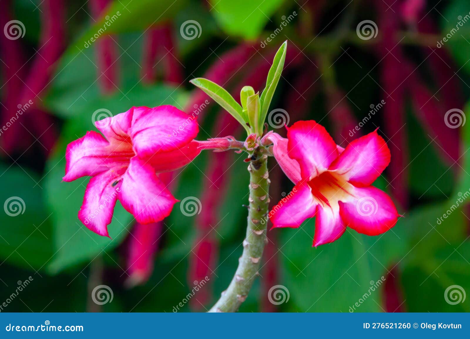 Desert Rose Aka Adenium Adenium Obesum Beautiful Pink Tropical Flower