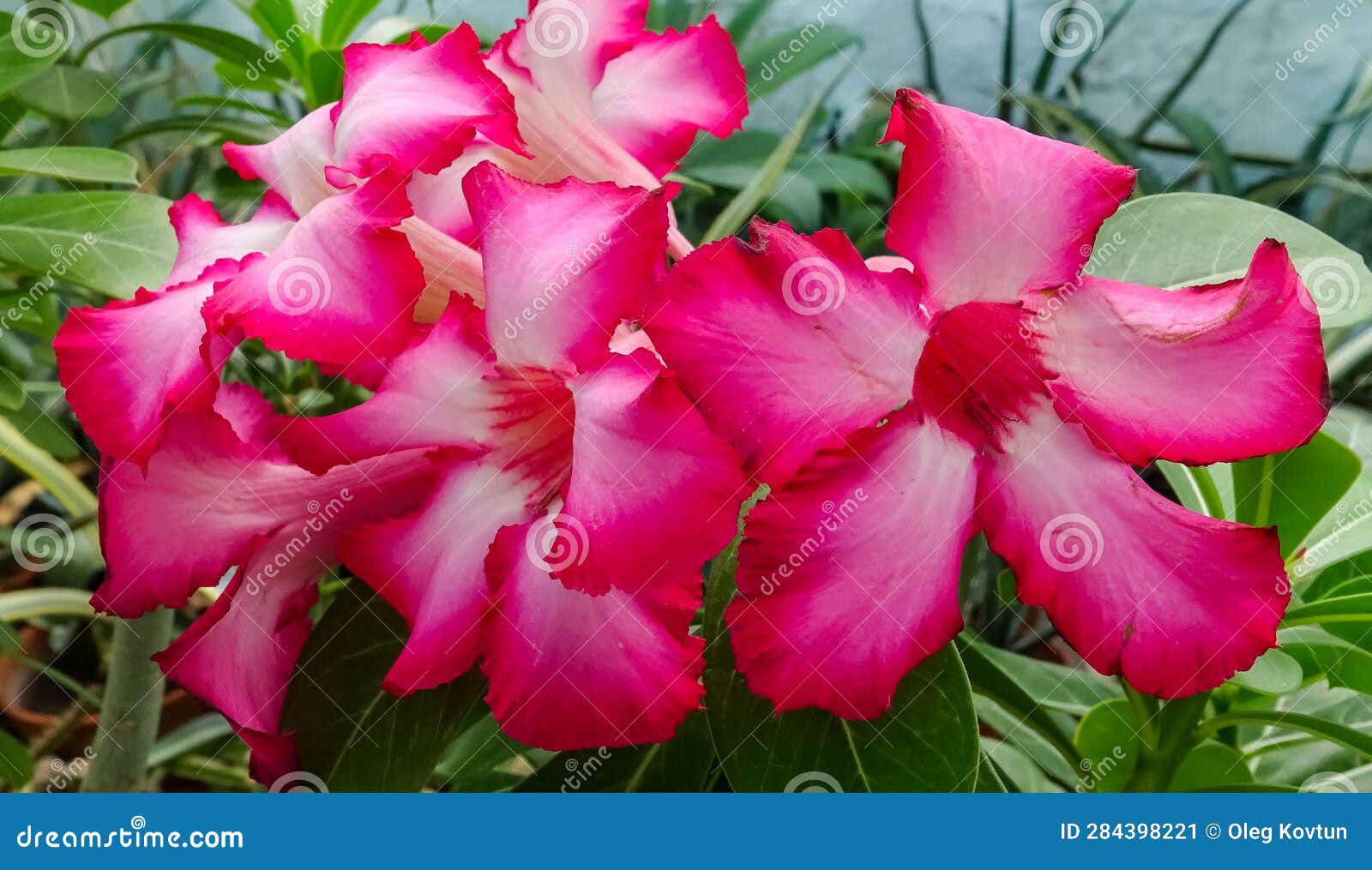 Desert Rose Aka Adenium Obesum Beautiful Pink Tropical Flower Stock