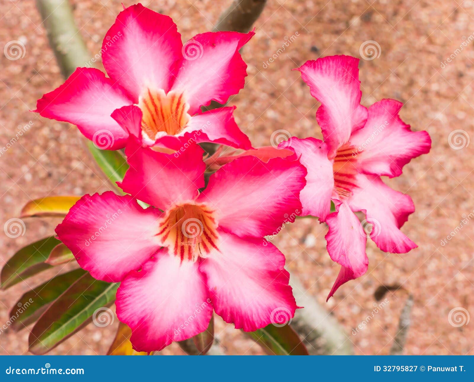 Desert Rose, Azalea Flowers Stock Image - Image of blossom, floral ...