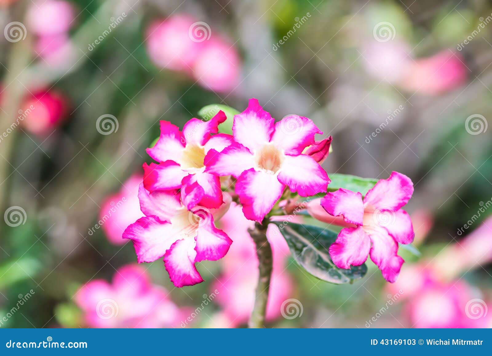 Desert Rose, Azalea Flowers Stock Image - Image of closeup, botany ...