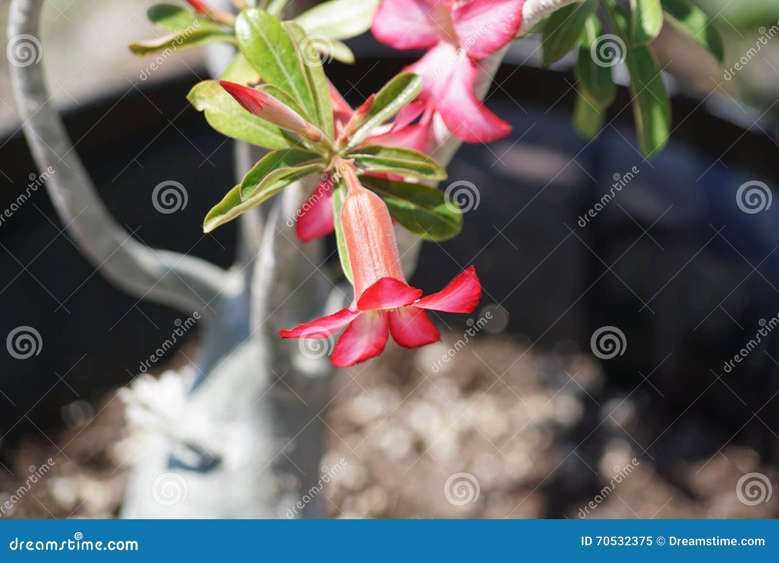 Desert Rose Blooming Flower Tree Stock Image - Image of scenery, white ...