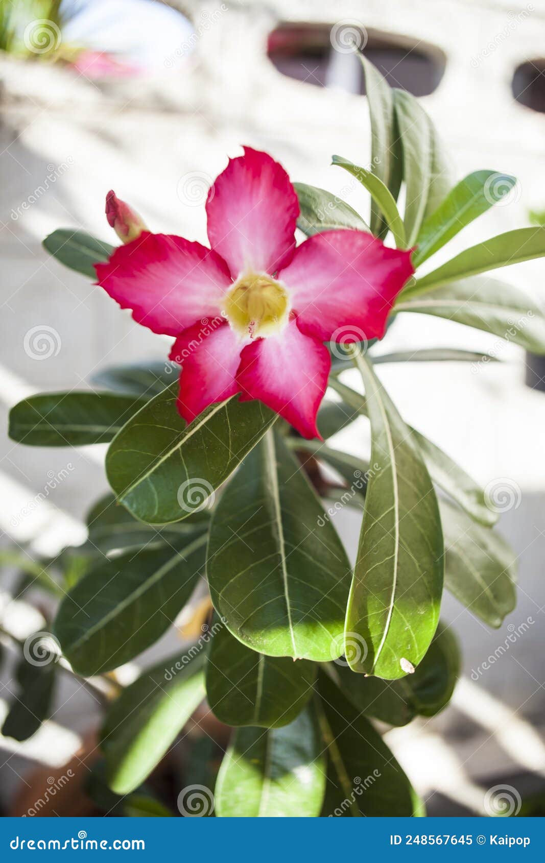 Desert Rose Flower stock image. Image of decor, foliage - 248567645