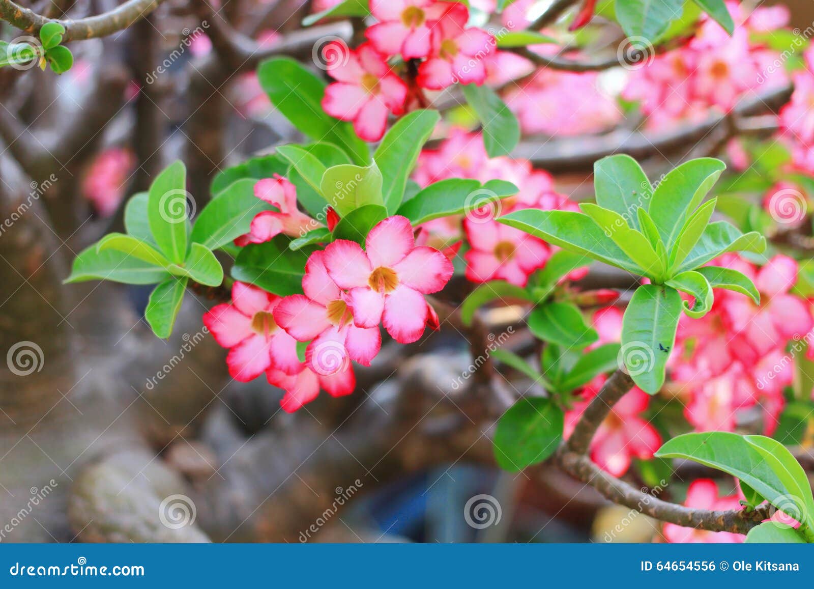 Desert Rose Flower Background Stock Photo - Image of desert, rose: 64654556