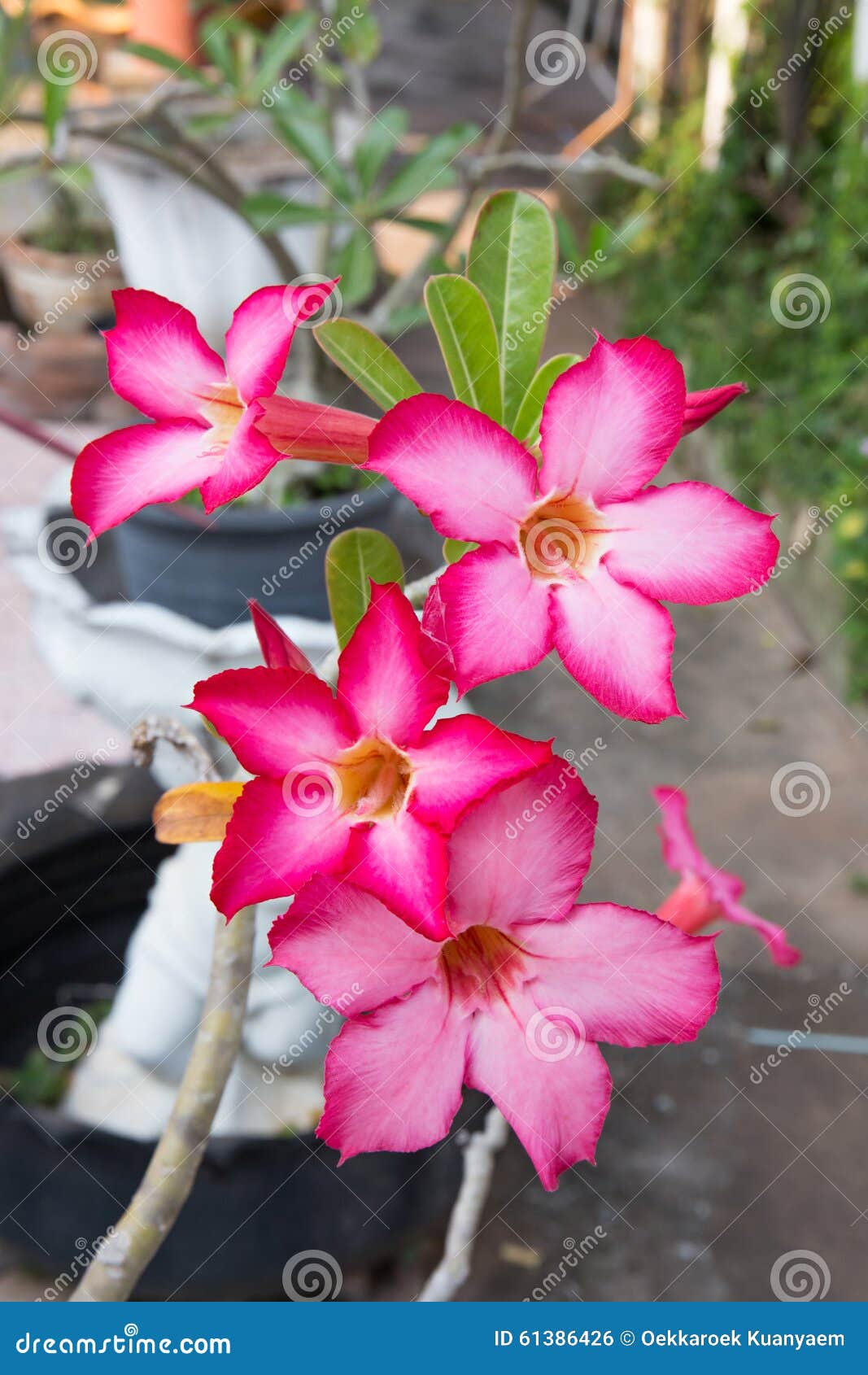 Desert Rose flower stock photo. Image of blur, blooms - 61386426