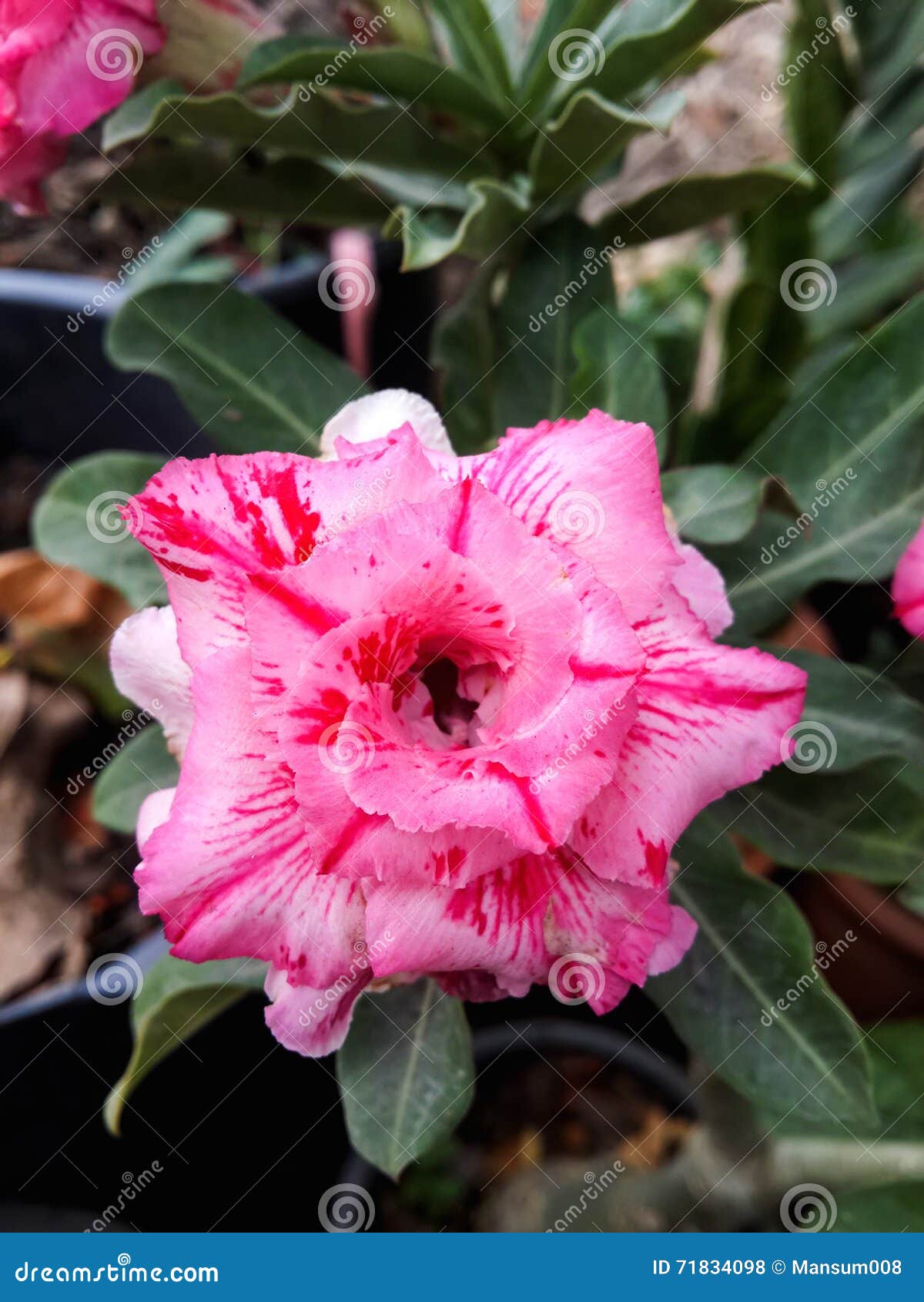 Desert rose flower stock photo. Image of lily, floral - 71834098