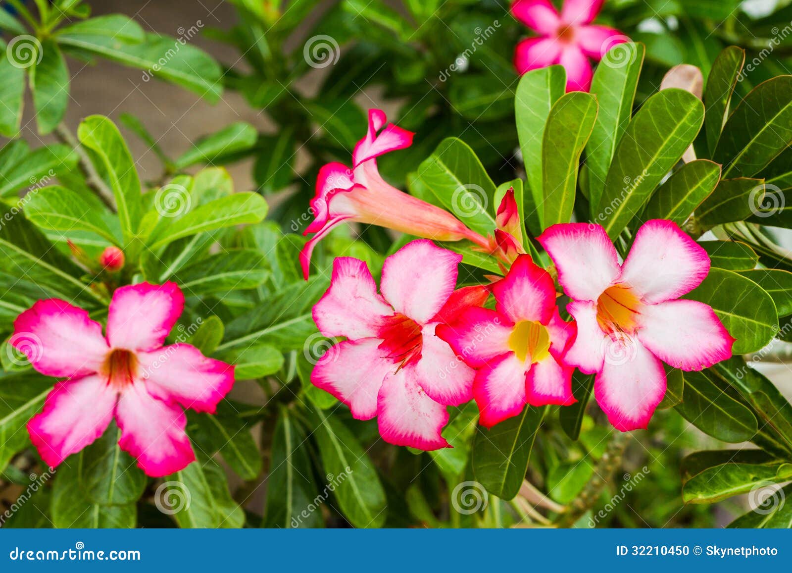 Desert rose flower stock photo. Image of florist, colorful - 32210450