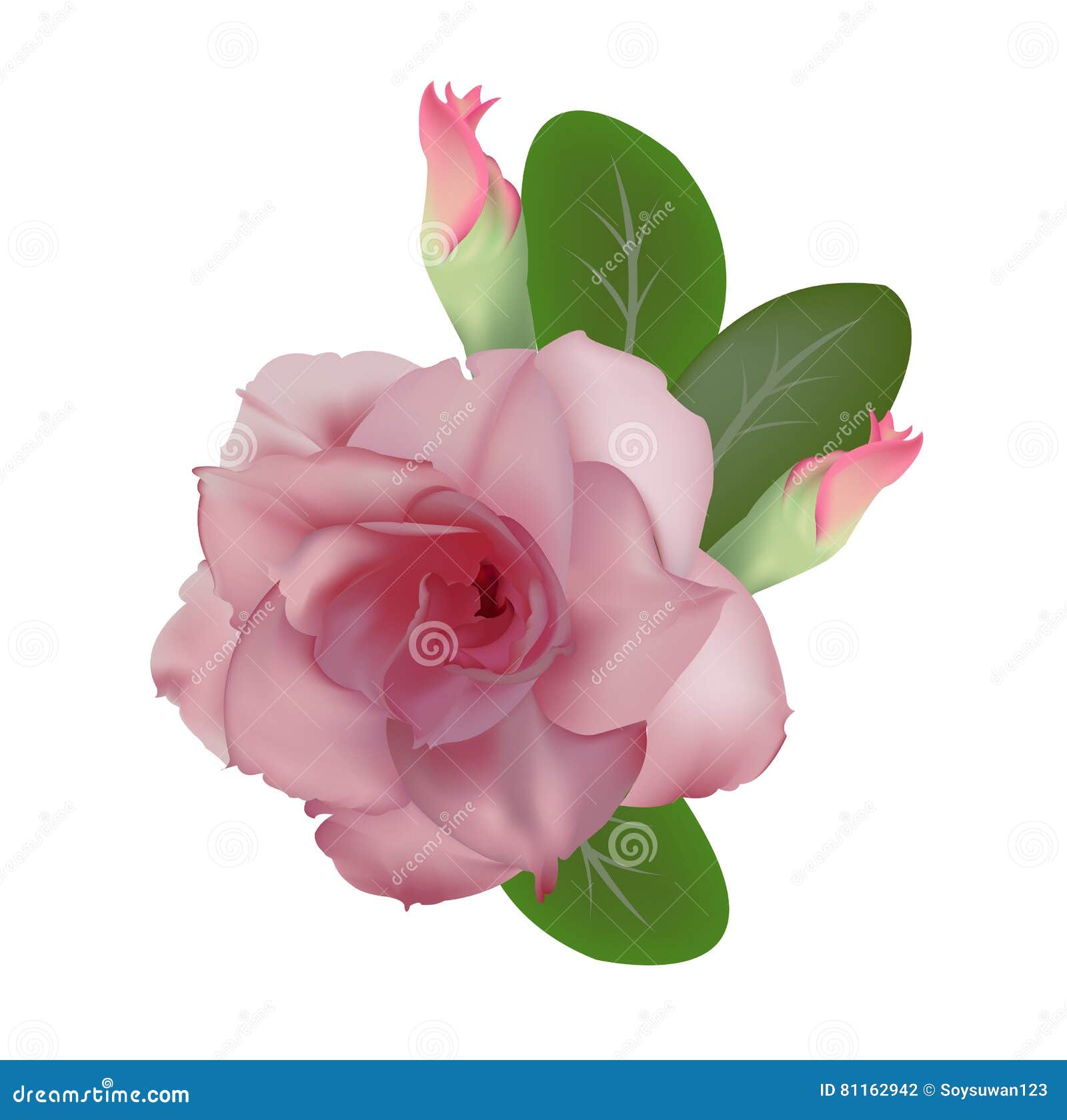 Desert Rose Flower Vector stock vector. Illustration of pink - 81162942