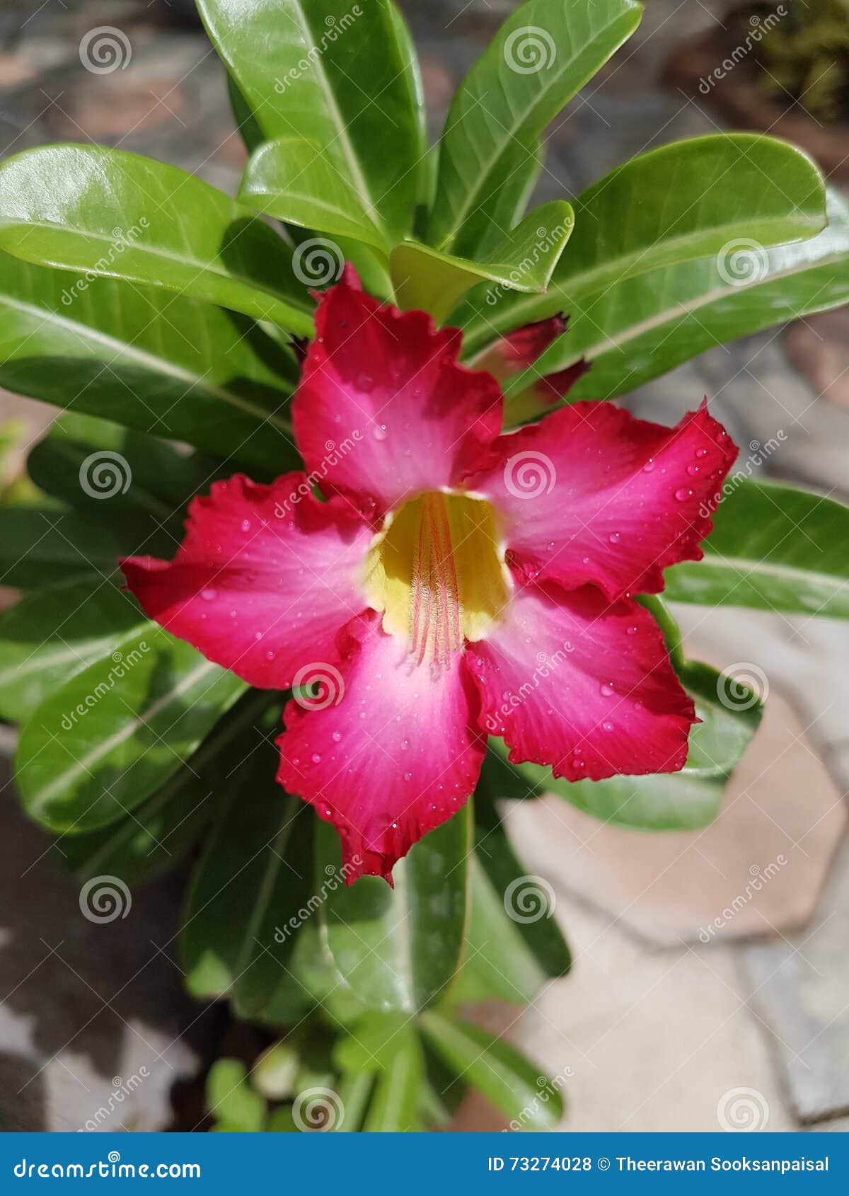 Desert rose flower stock photo. Image of plaster, morning - 73274028