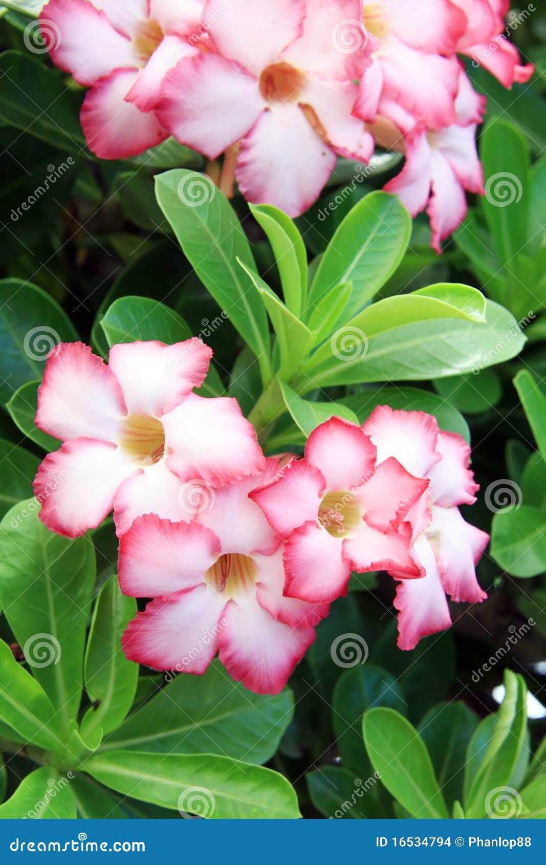 Desert Rose Flowers stock photo. Image of green, florist - 16534794