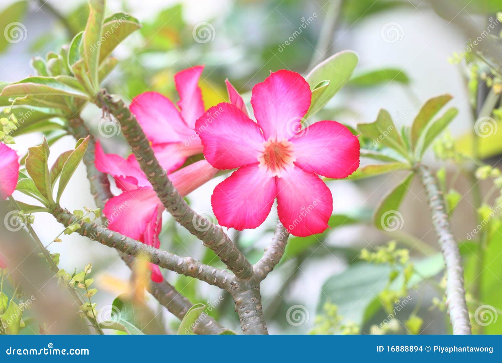 Desert Rose Flowers stock photo. Image of leaf, flourish - 16888894