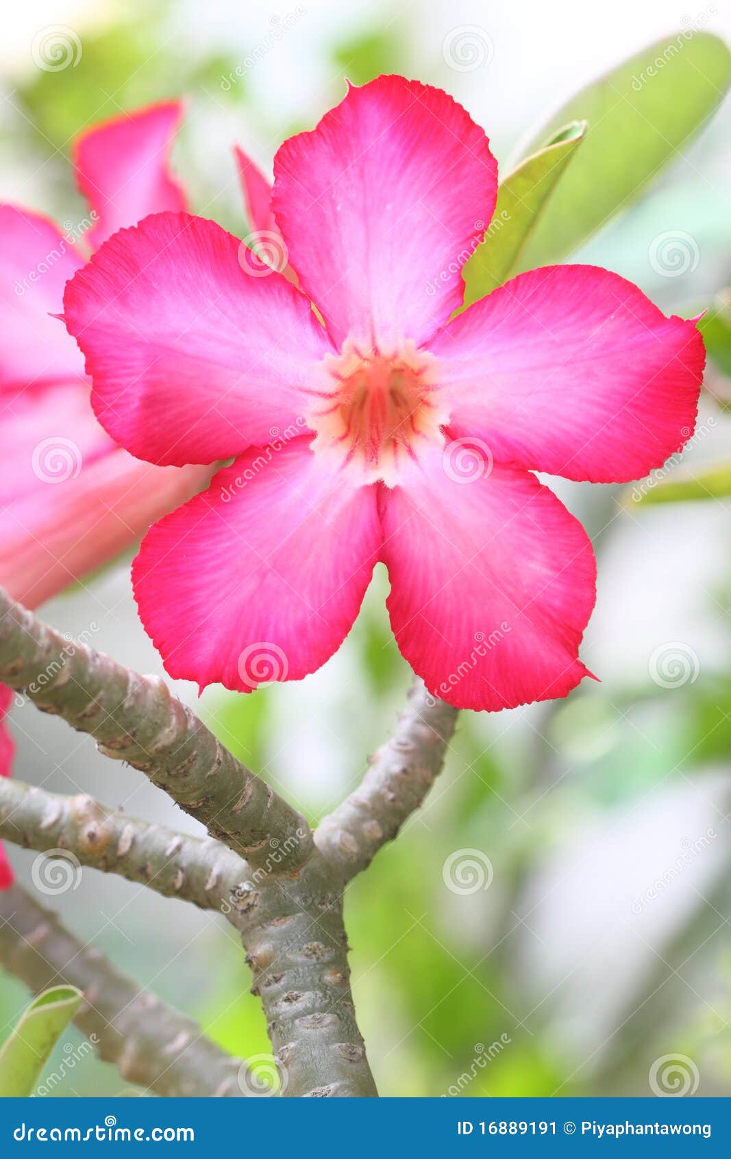 Desert Rose Flowers stock image. Image of garden, flourish - 16889191