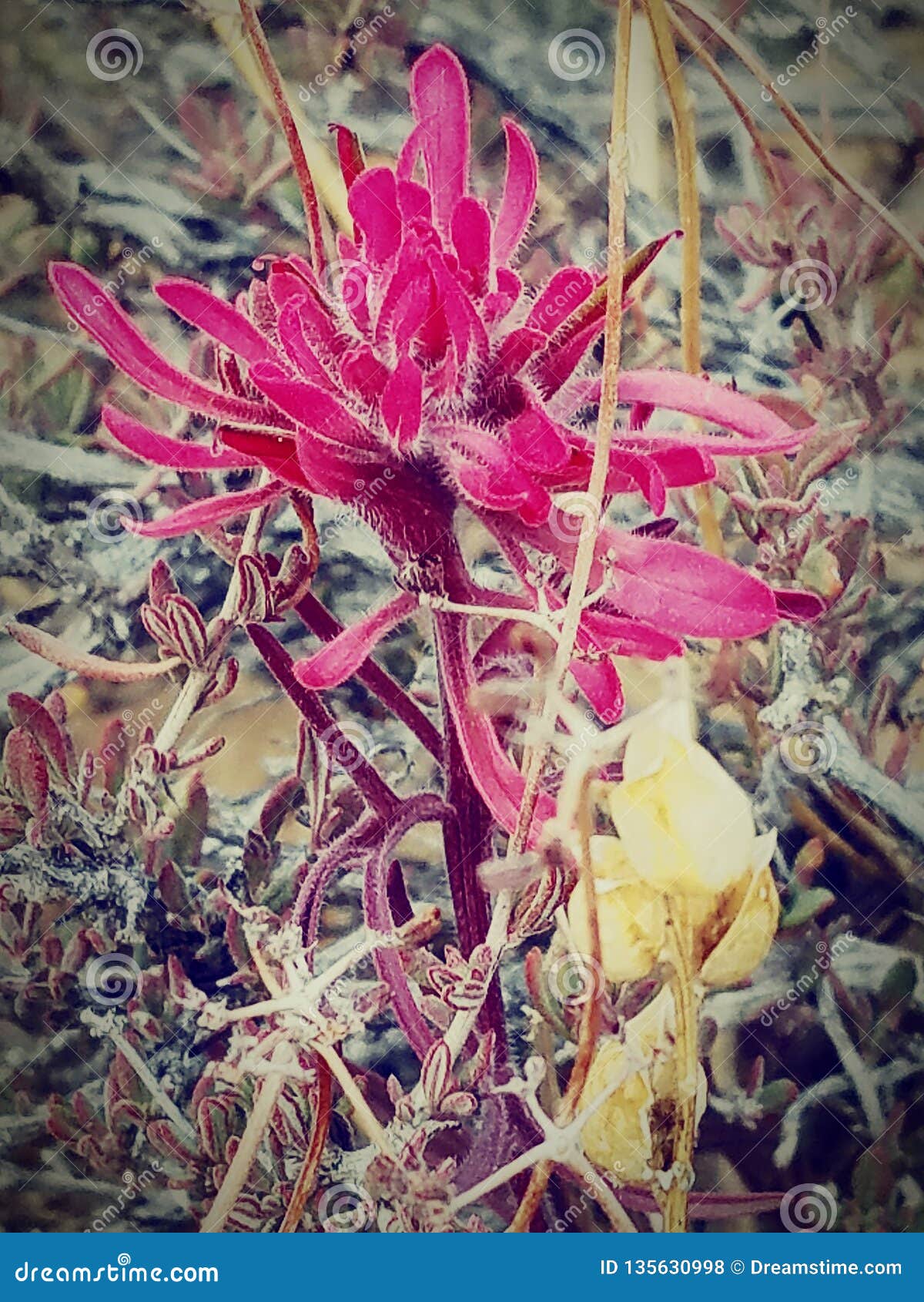 Desert Rose stock photo. Image of desert, flowers, nature - 135630998